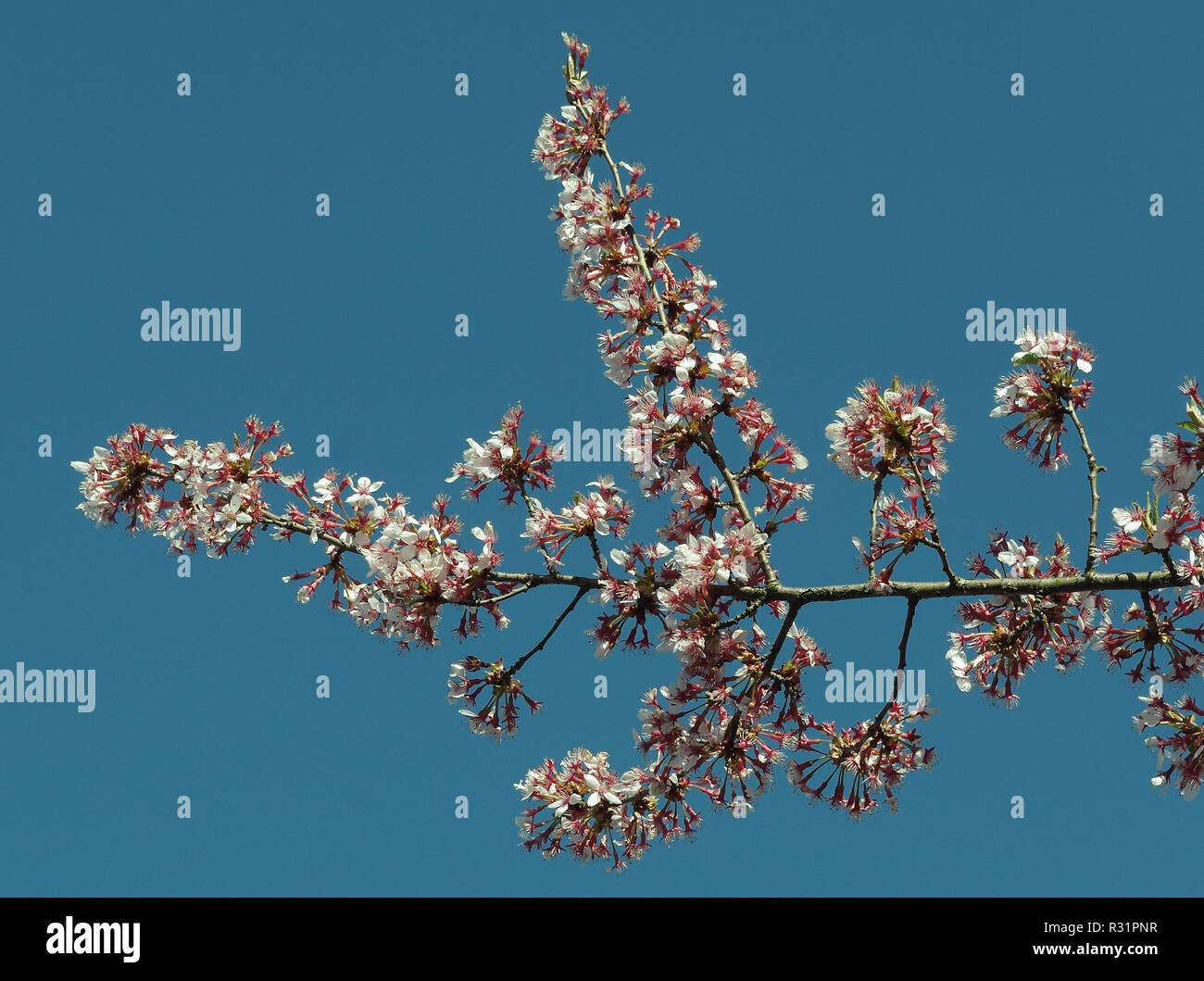 Close up cherry tree hi-res stock photography and images - Alamy