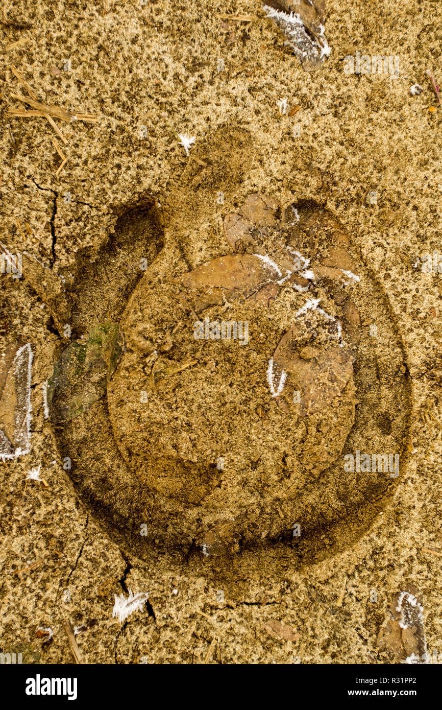 Mark talisman hi-res stock photography and images - Alamy