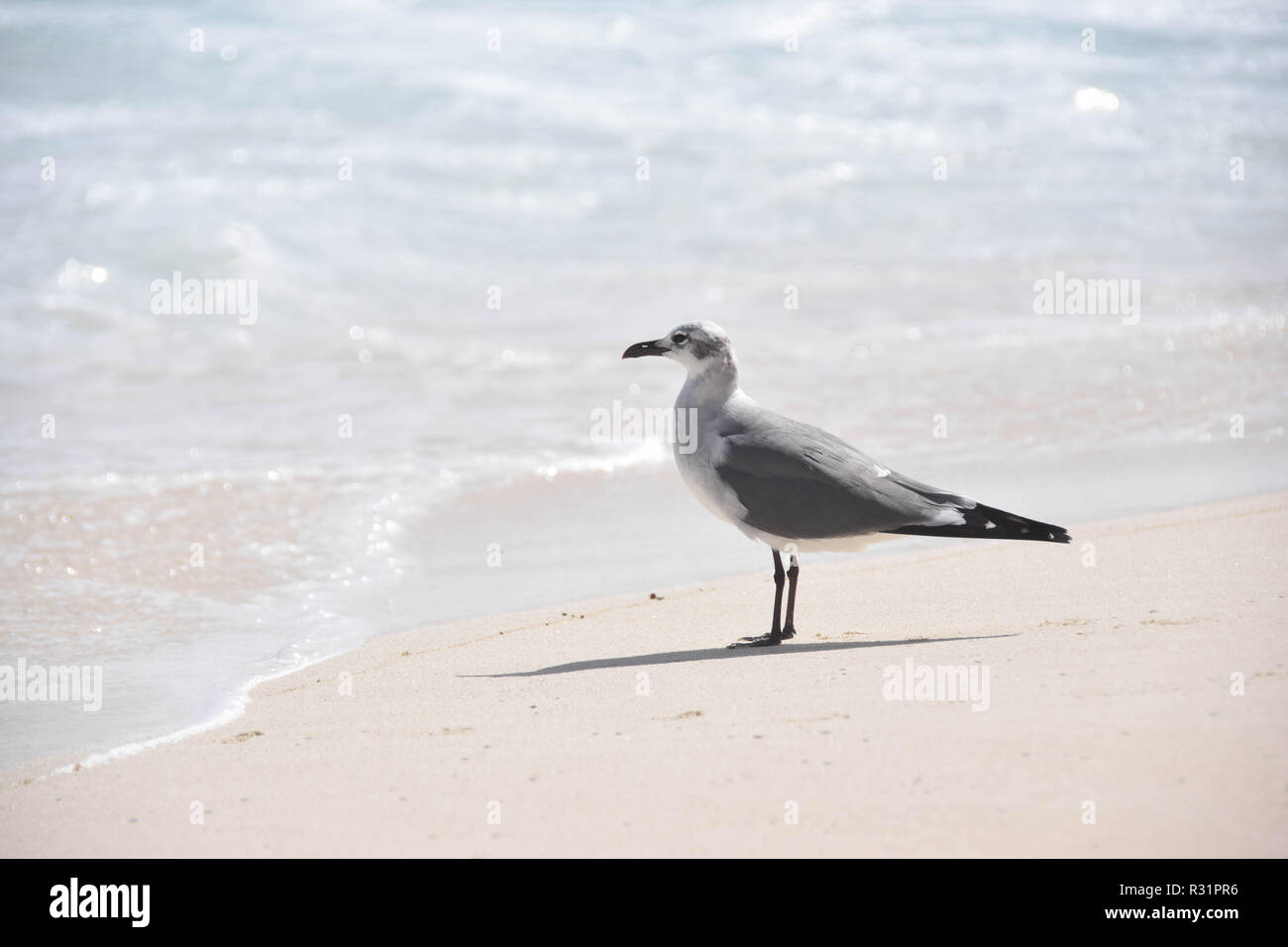 Lone Seagull on the beach in the surf Stock Photo - Alamy