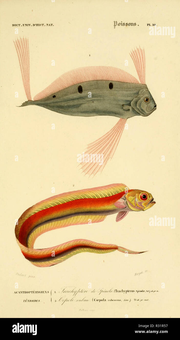 Beautiful vintage hand drawn illustrations of exotic fish and eels from ...