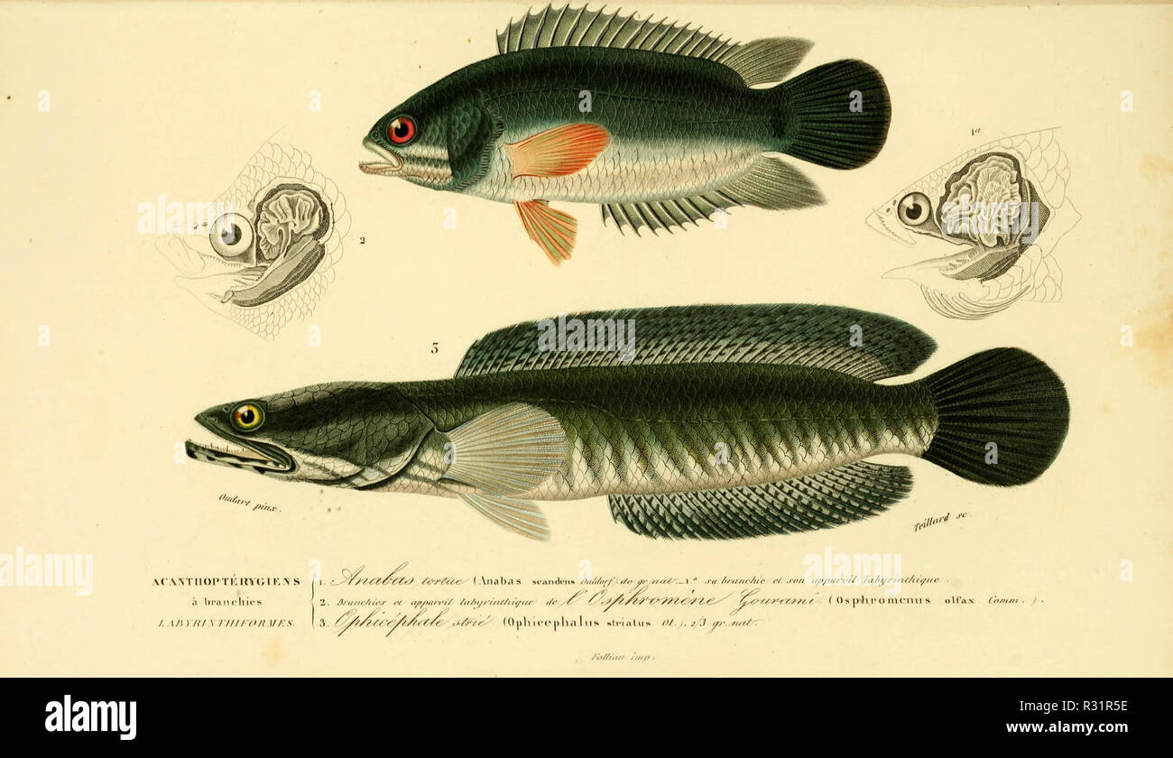 Beautiful vintage hand drawn illustrations of exotic fish and eels from ...