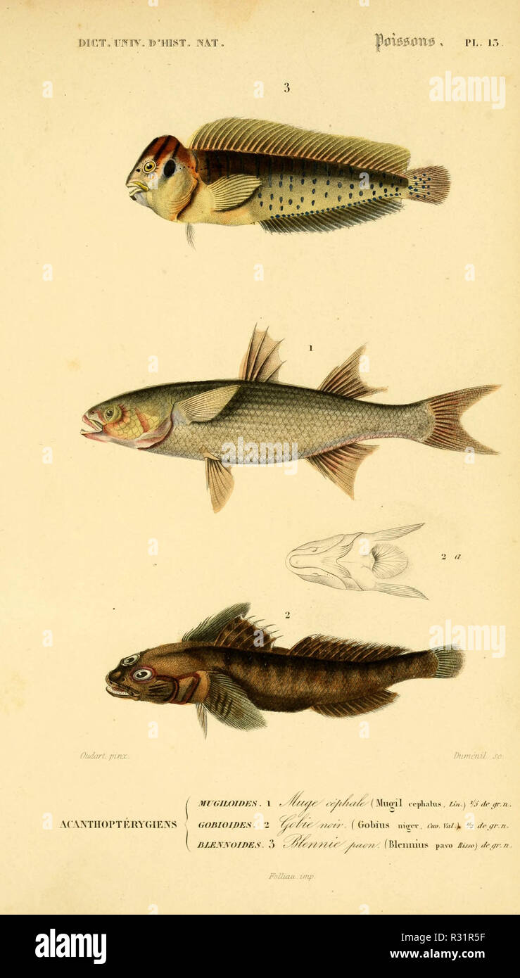 Beautiful vintage hand drawn illustrations of exotic fish and eels from ...