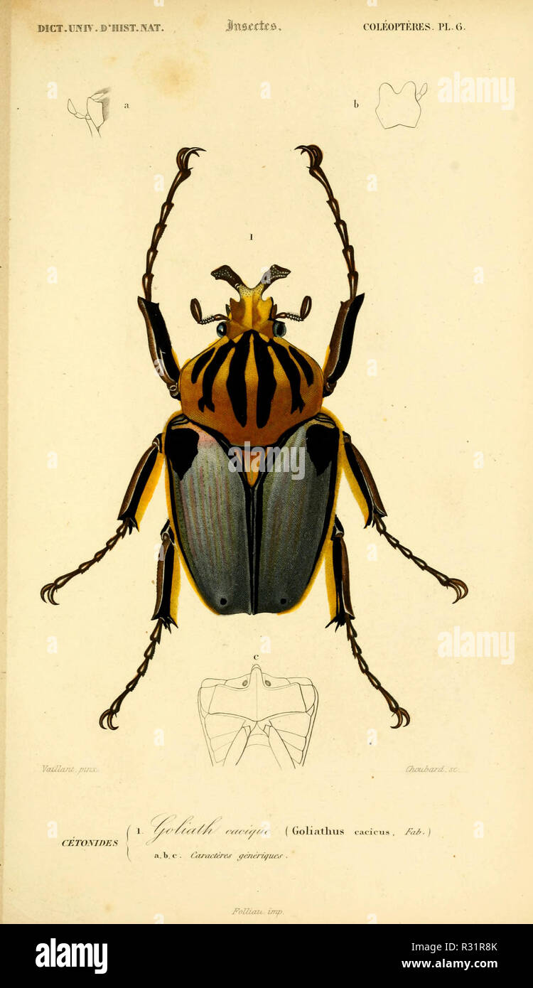 Beautiful vintage hand drawn illustrations of exotic insects from old ...