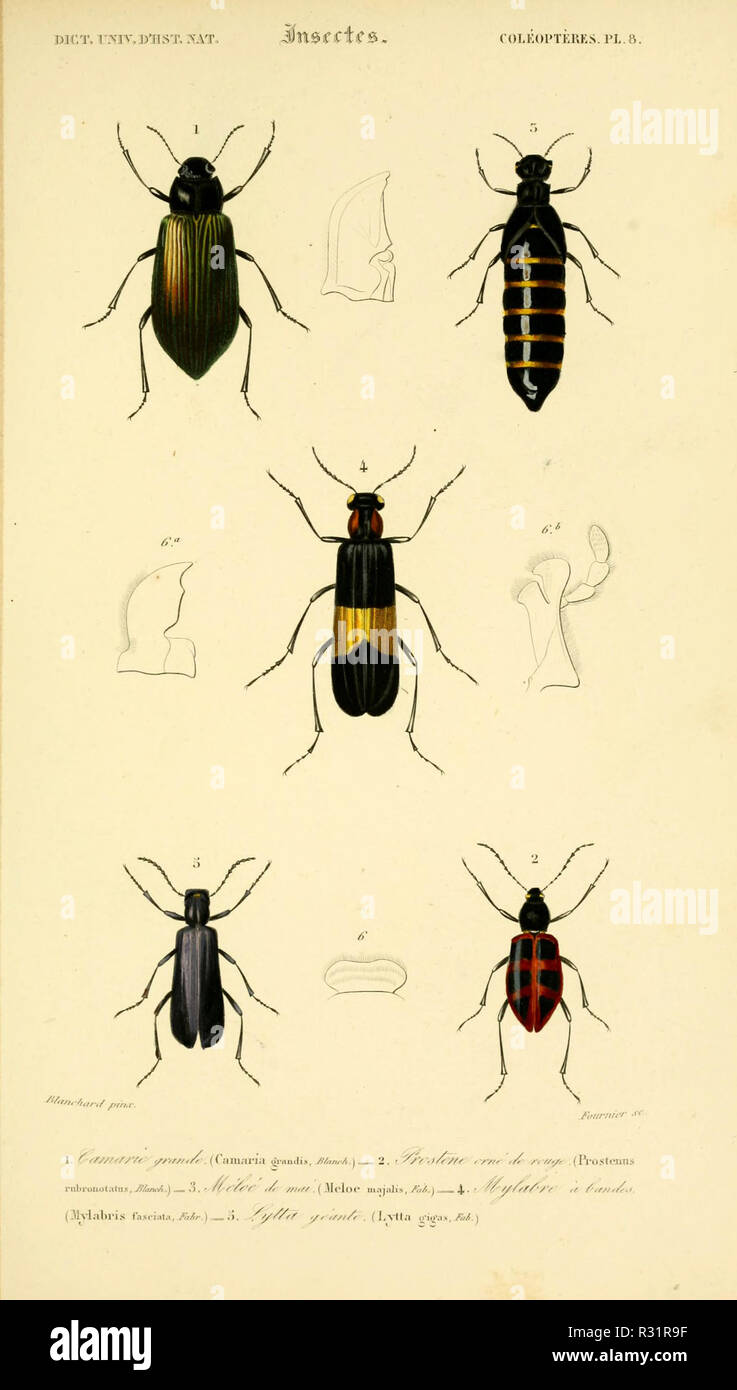 Beautiful vintage hand drawn illustrations of exotic insects from old ...