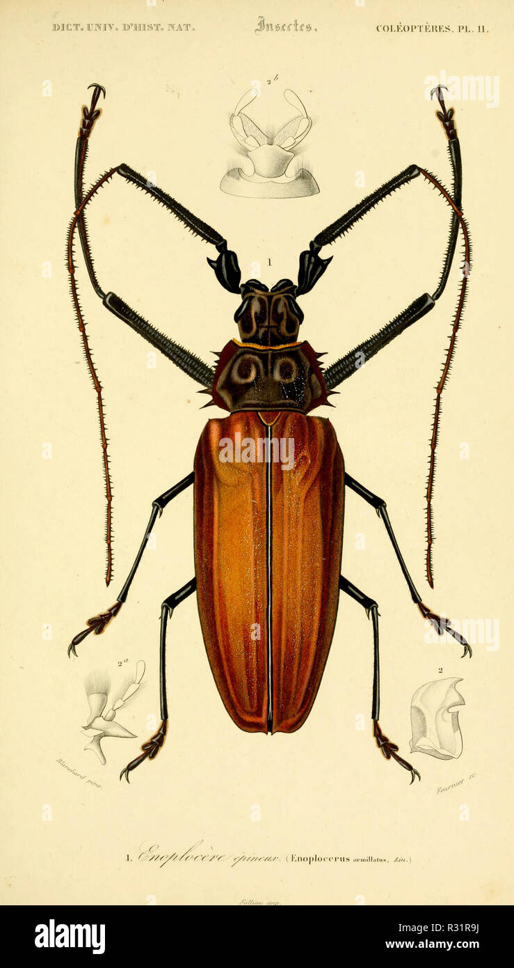 Beautiful vintage hand drawn illustrations of exotic insects from old ...