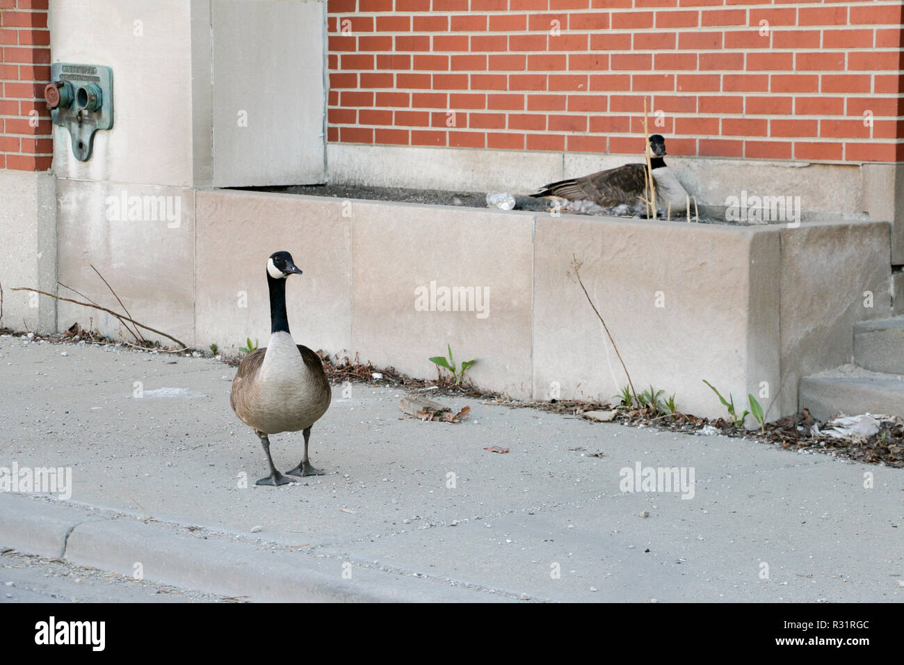 A male Canada goose stands guard near his nest in an industrial area on ...