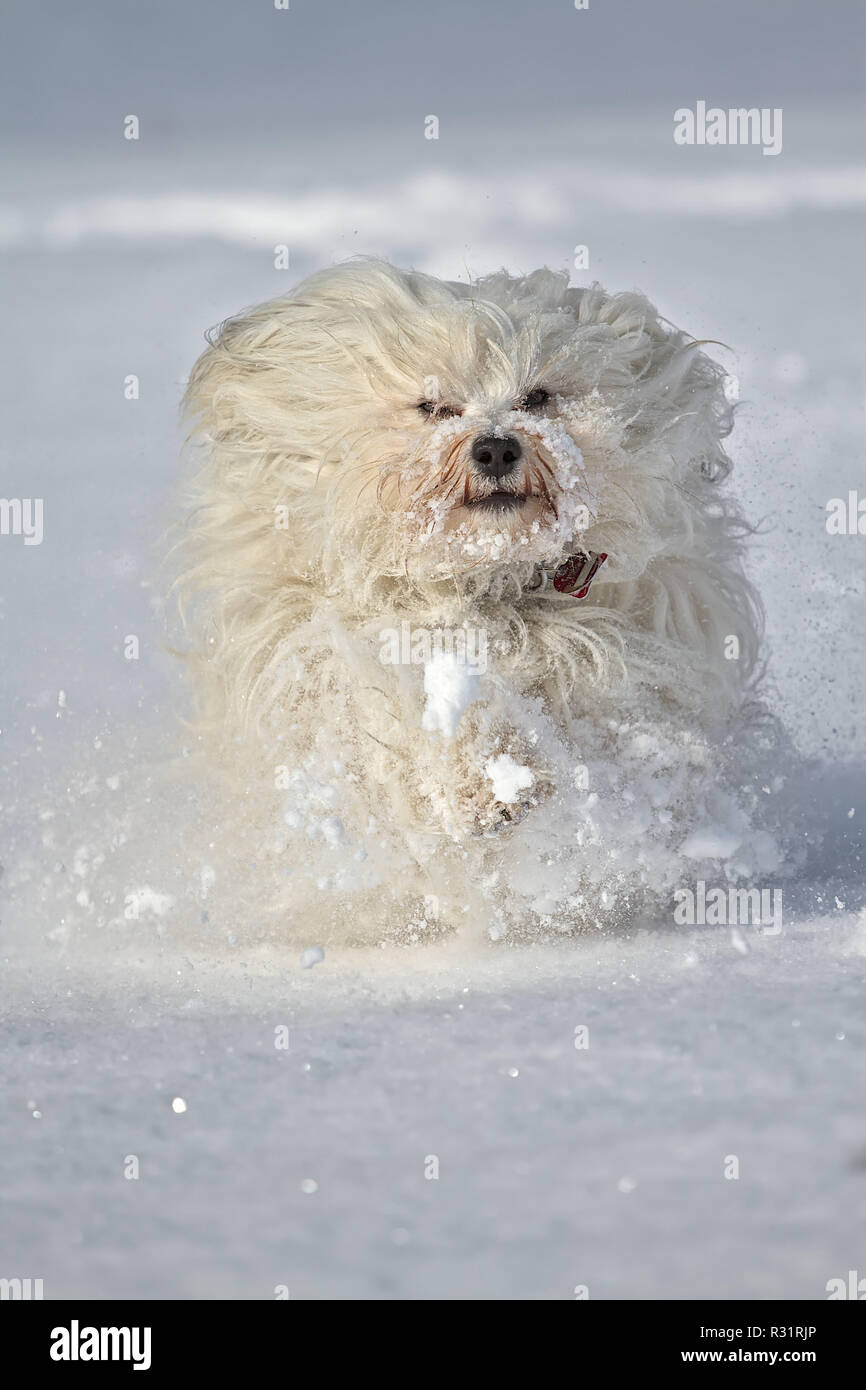 finally snow again Stock Photo - Alamy