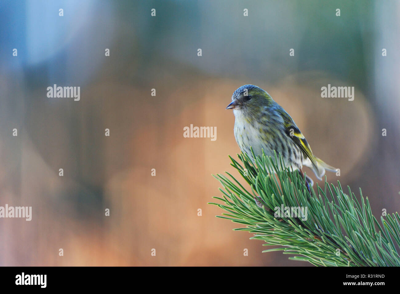 Female pine siskin hi-res stock photography and images - Alamy