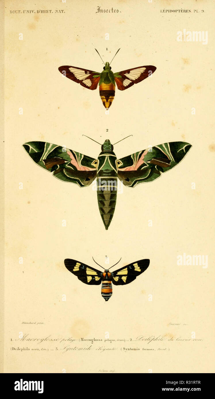 Beautiful vintage hand drawn illustrations of exotic moths from old ...