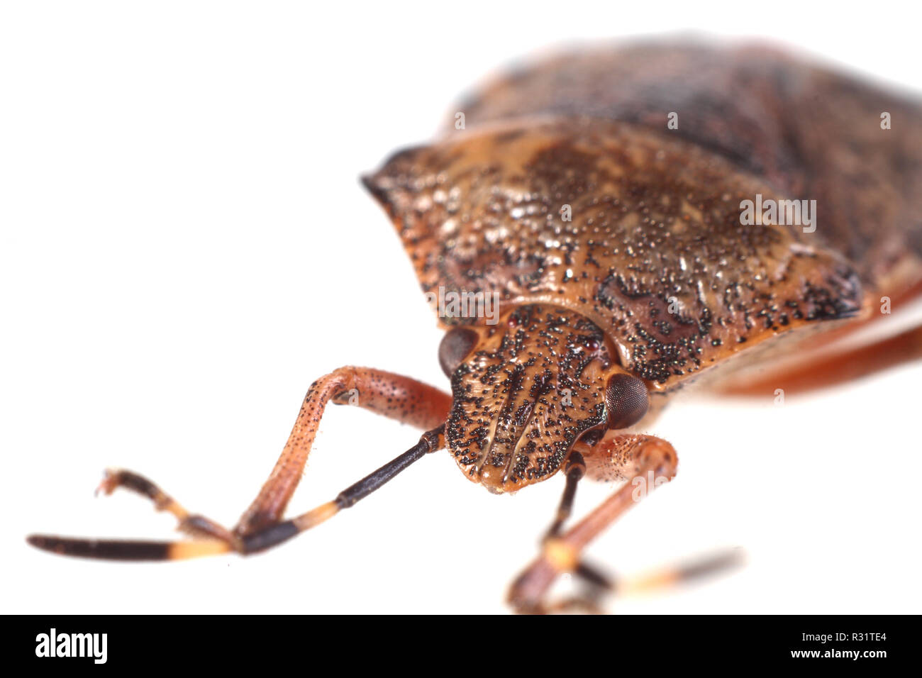 Armour bug hi-res stock photography and images - Alamy