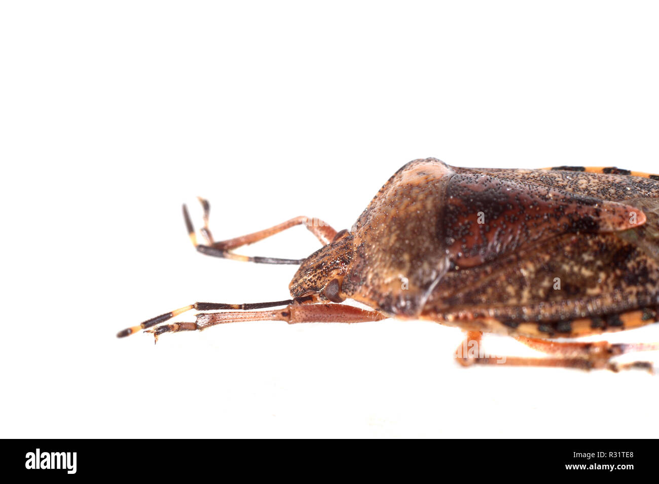 Armour bug hi-res stock photography and images - Alamy