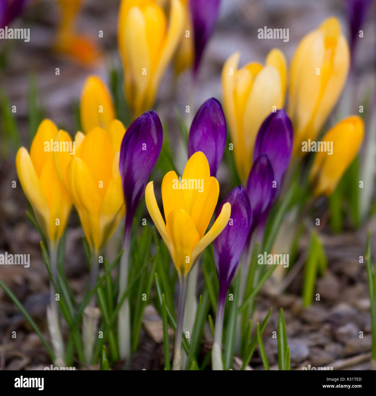 Krukus hi-res stock photography and images - Alamy