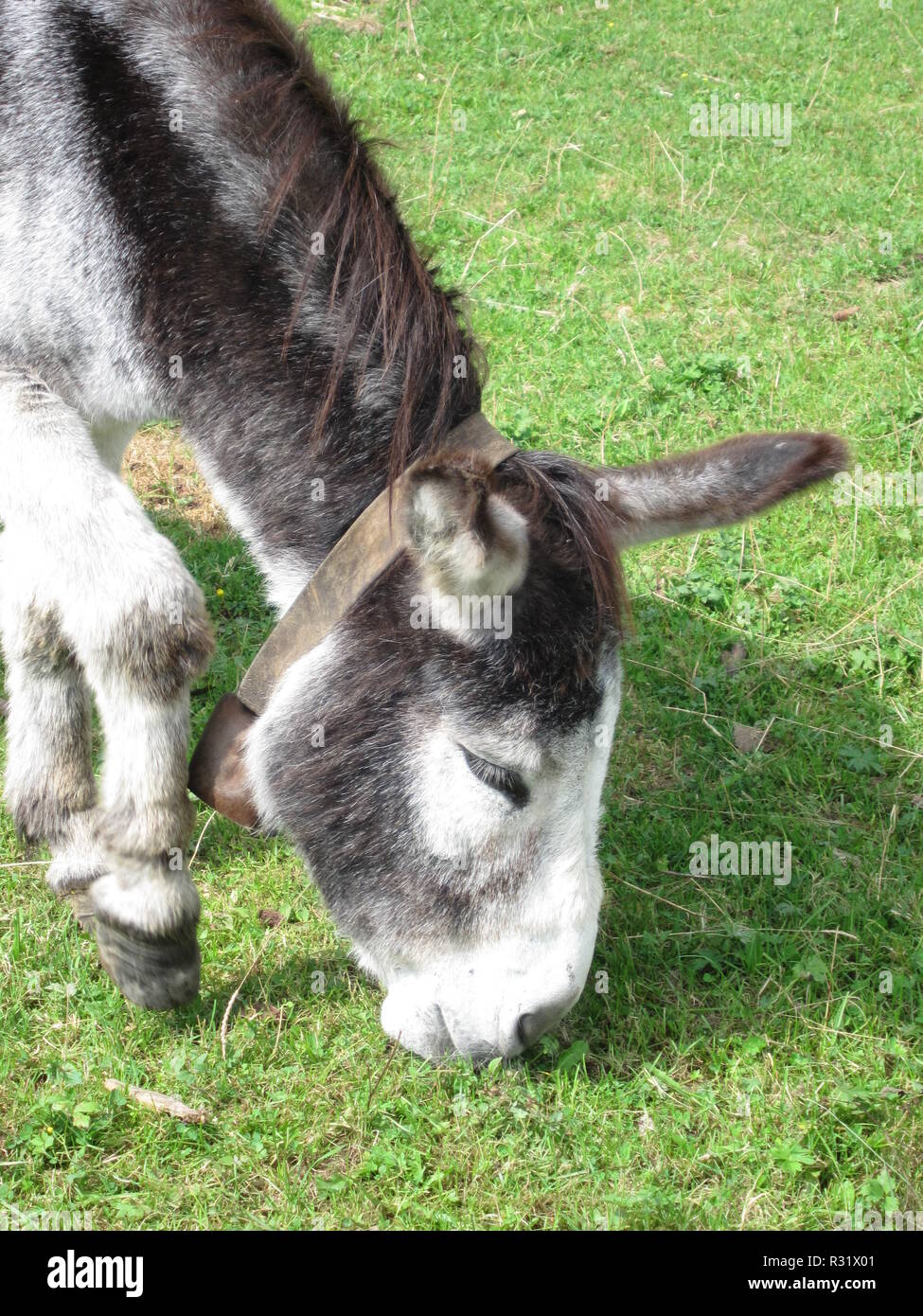 donkeys in the pasture Stock Photo - Alamy