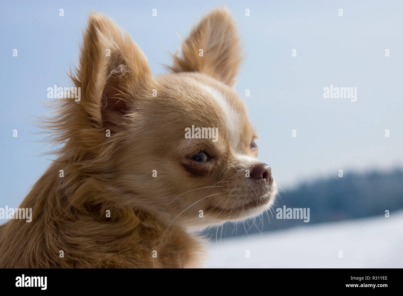 Chiwawa puppy hi-res stock photography and images - Alamy