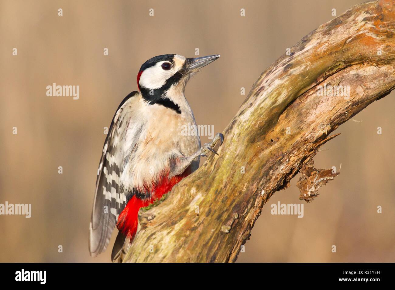 Ma nnlich hi-res stock photography and images - Alamy