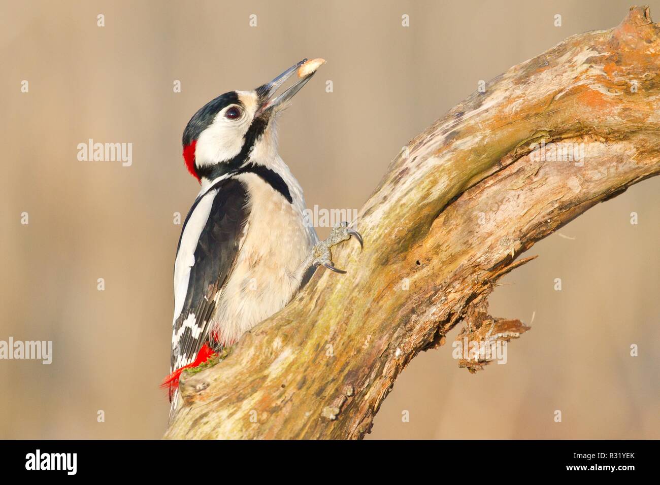 Buntspecht profil hi-res stock photography and images - Alamy