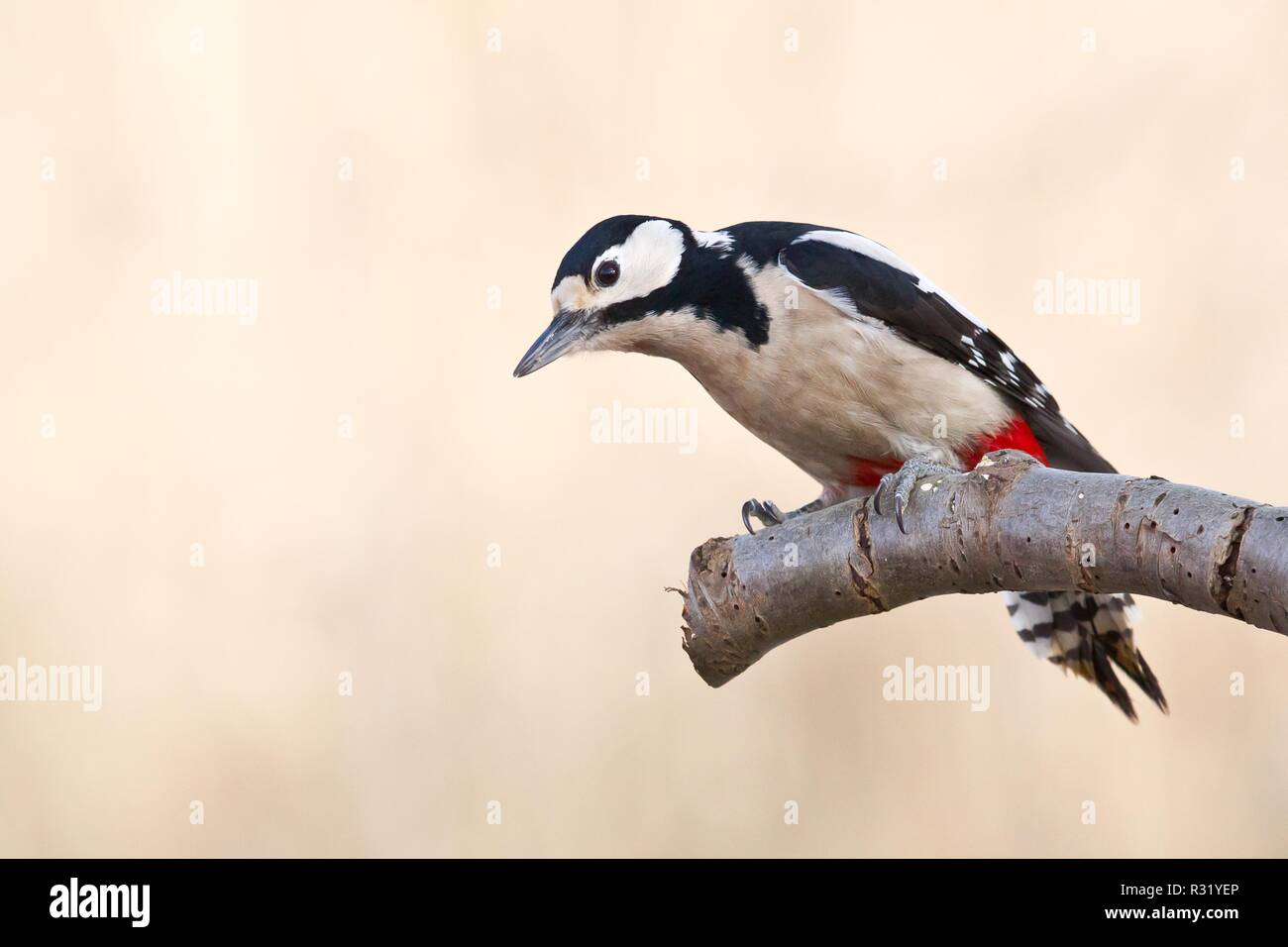 Buntspecht profil hi-res stock photography and images - Alamy