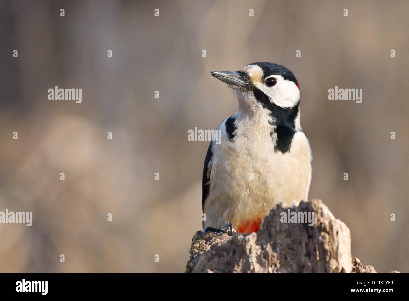 Buntspecht profil hi-res stock photography and images - Alamy