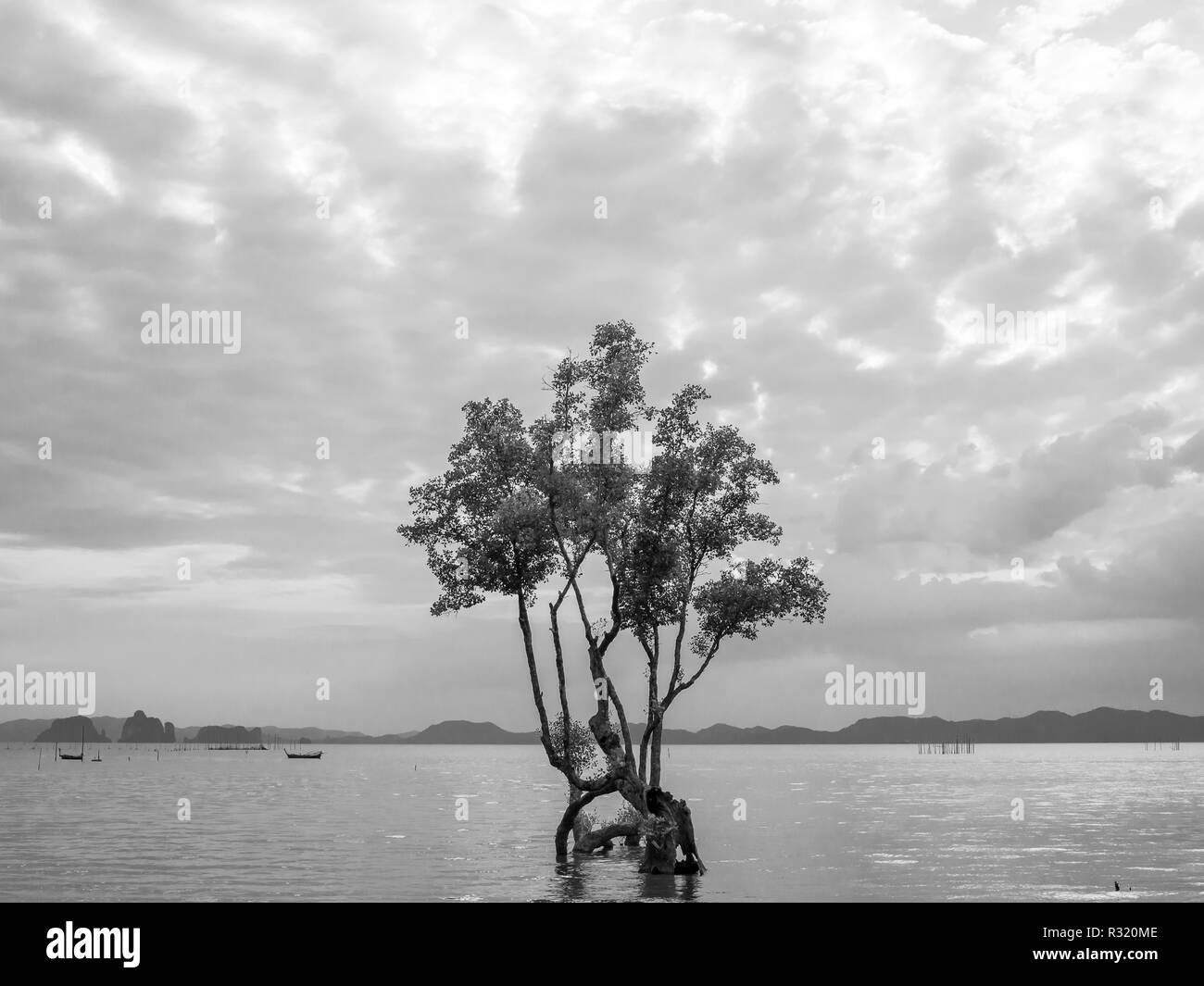 Lonely mangrove tree in the shallow water with mountain, beautiful ...