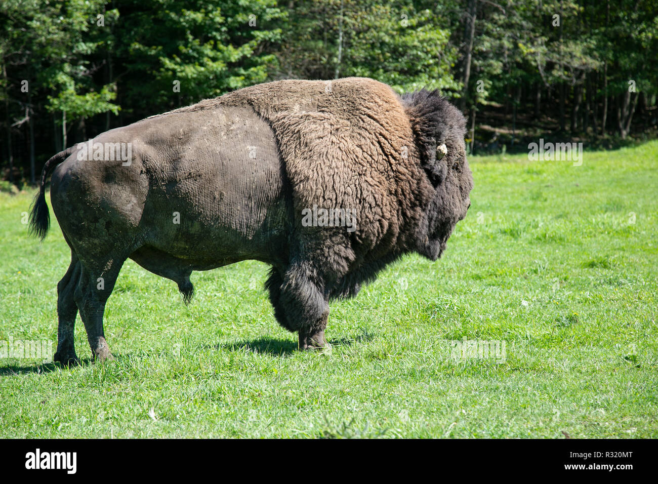 Animals in Omega park, bison close up Stock Photo - Alamy