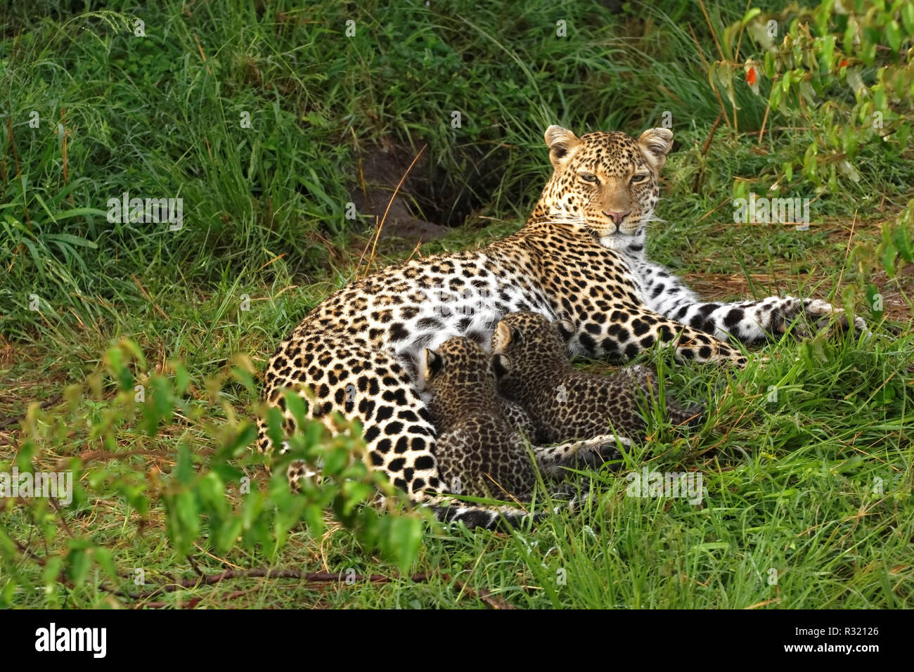Leopards for kids hi-res stock photography and images - Alamy