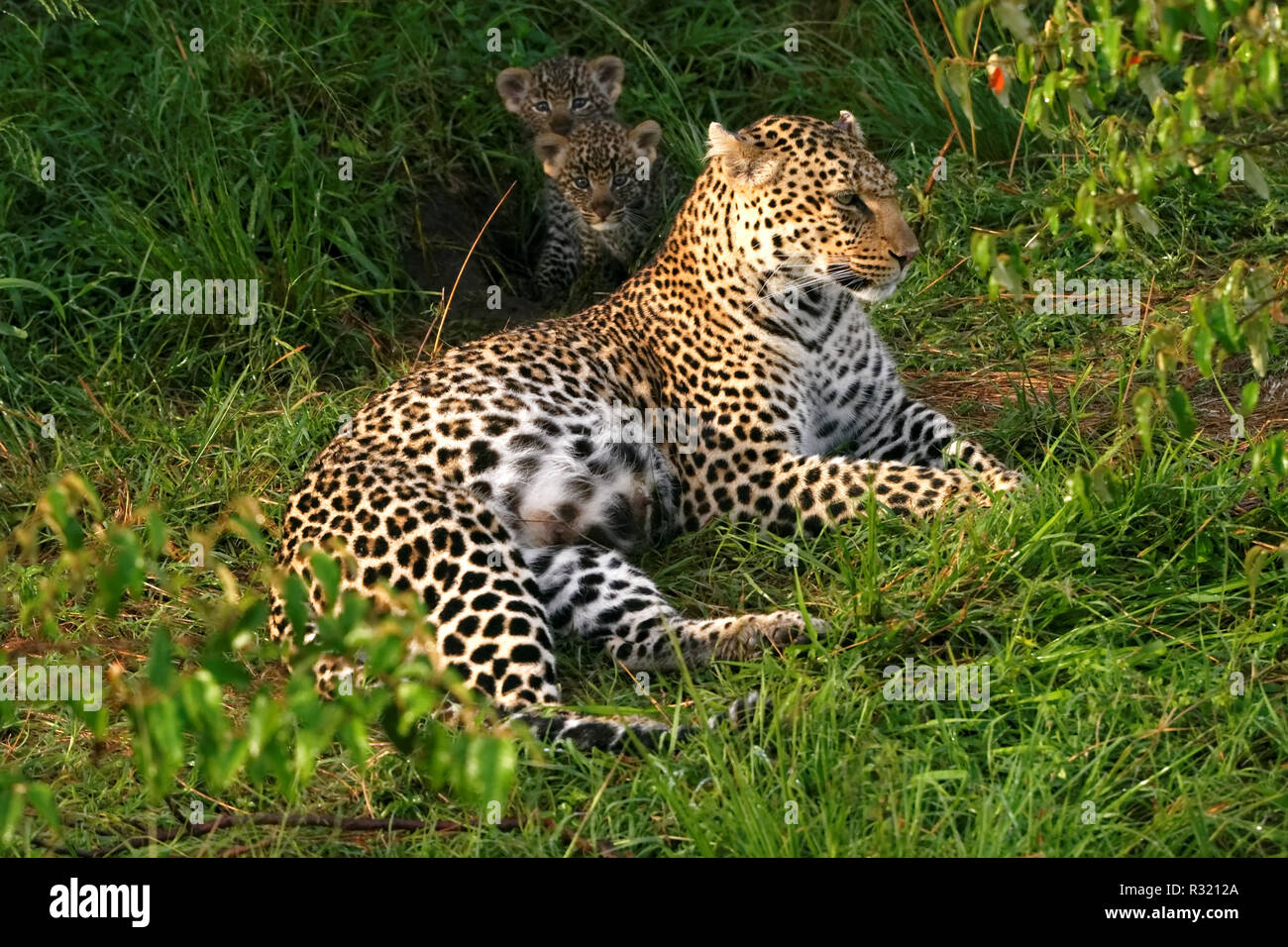 leopard with cubs Stock Photo - Alamy