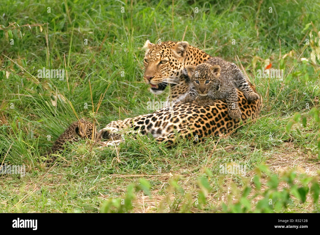 leopard with young animals Stock Photo - Alamy