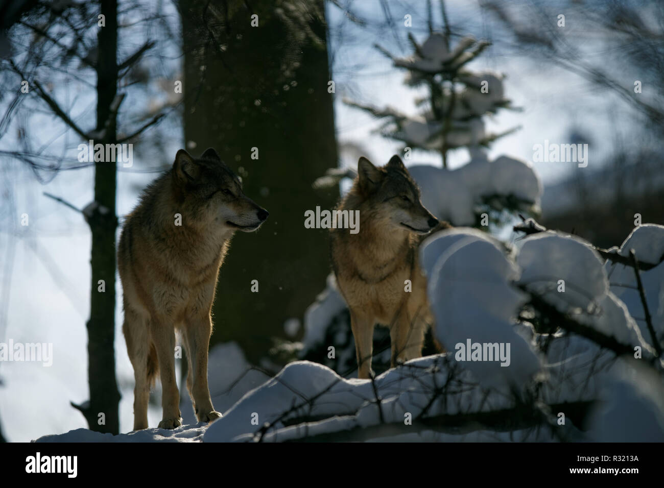 Wolves nature hi-res stock photography and images - Alamy