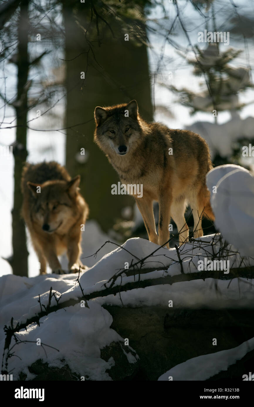 Wolves in the forest hi-res stock photography and images - Alamy