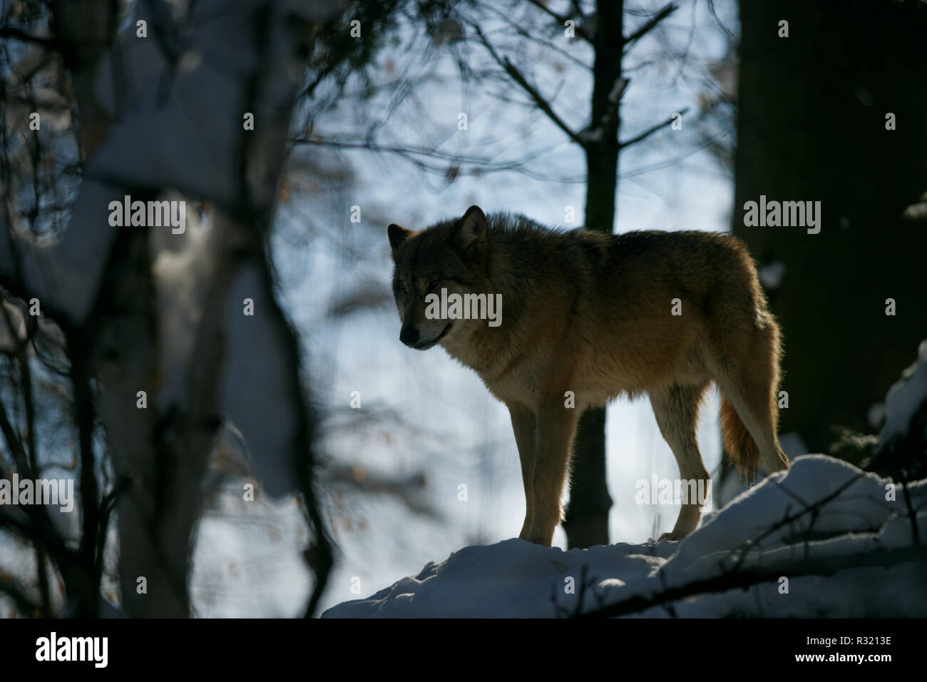 Wolves nature hi-res stock photography and images - Alamy