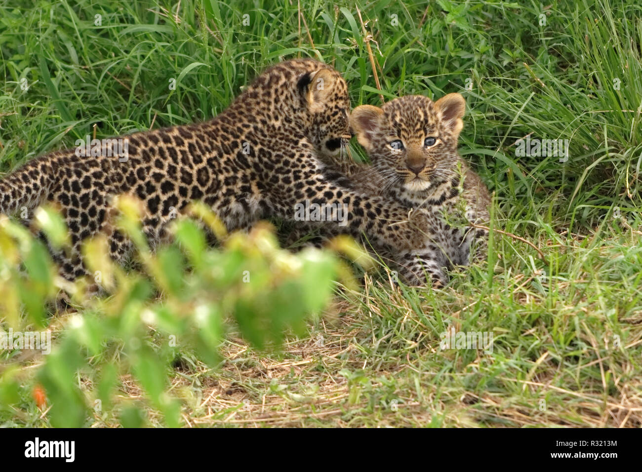 leopard children playing Stock Photo - Alamy
