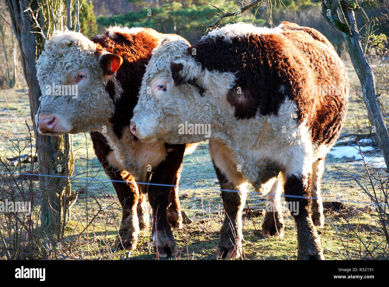 Livestock sweden bull hi-res stock photography and images - Alamy