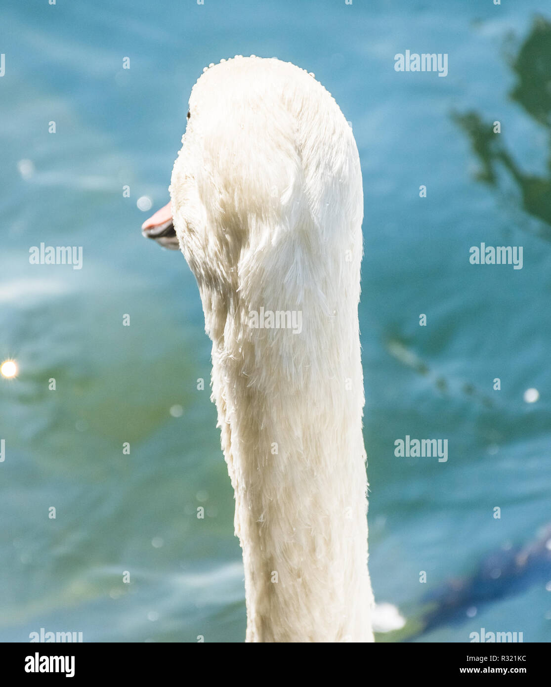 Beautiful swan close up, Switzerland Stock Photo - Alamy