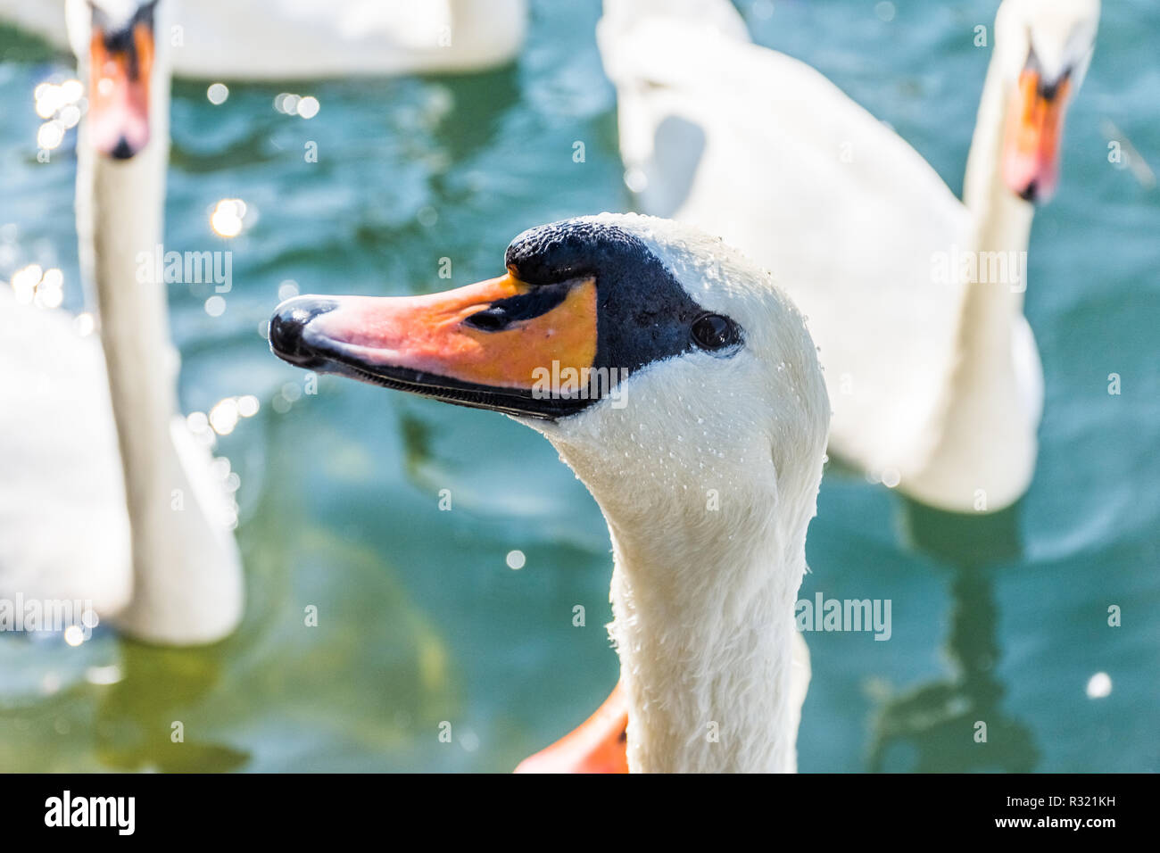 Beautiful swan close up, Switzerland Stock Photo - Alamy