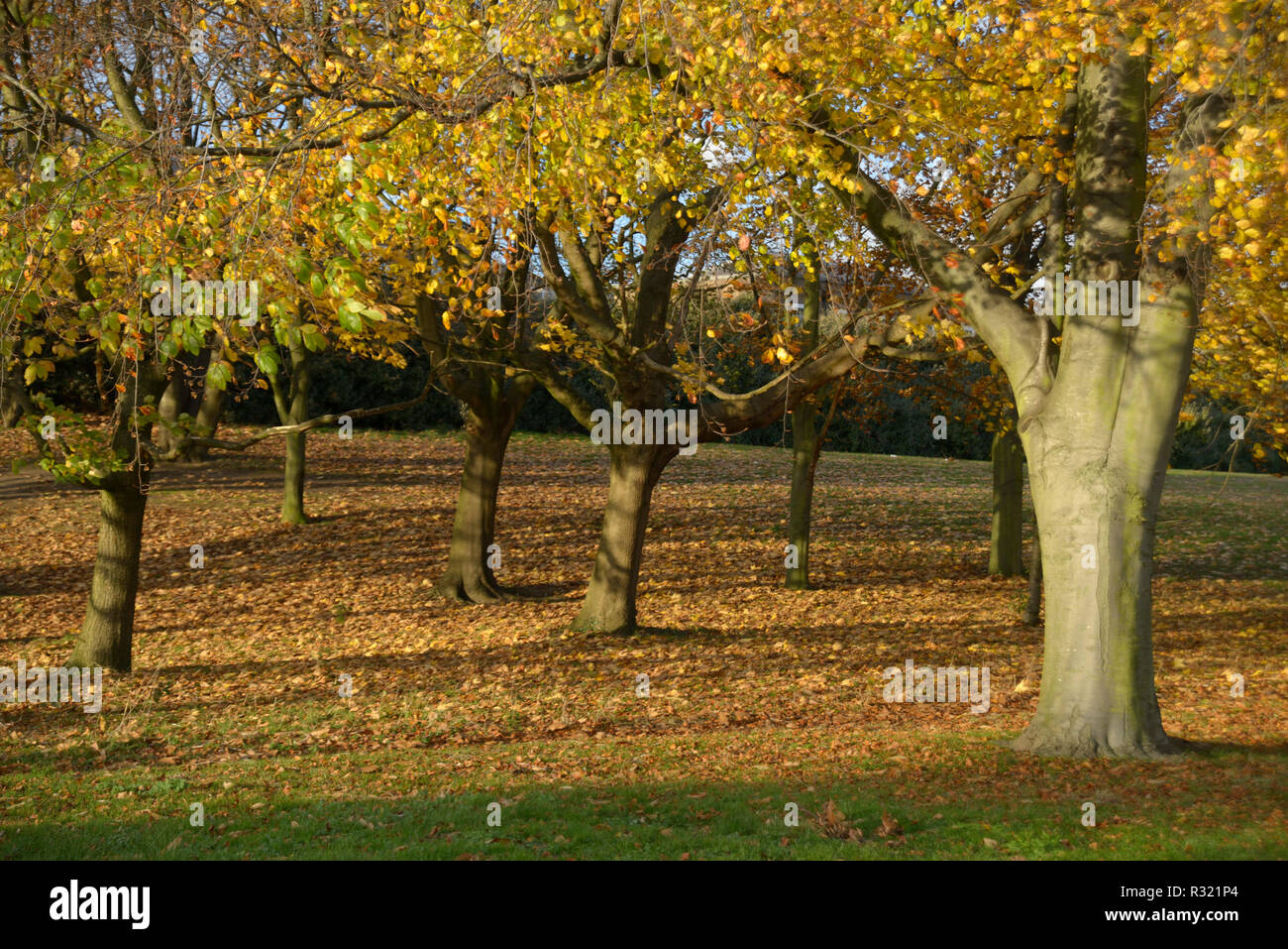 Autumn in Highfields Park, Nottingham, England Stock Photo - Alamy