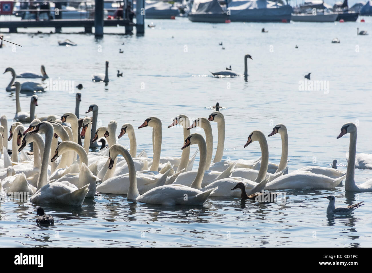 Huge group of swans in the lake Stock Photo - Alamy