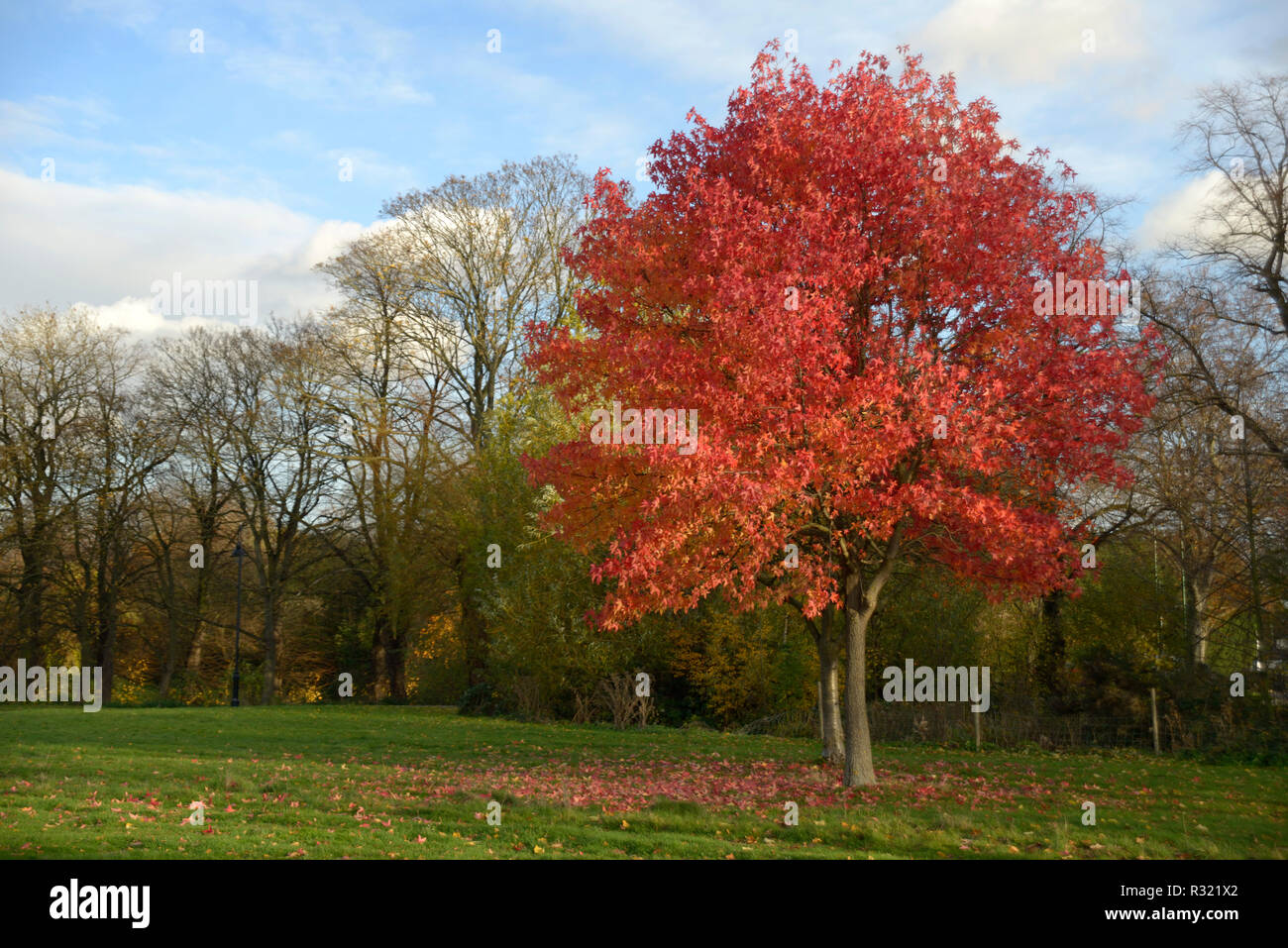 Silver maple tree hi-res stock photography and images - Alamy