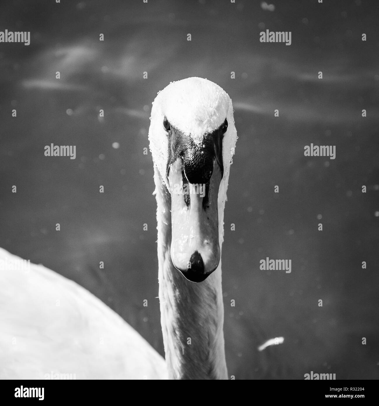 Close up white mute swan Black and White Stock Photos & Images - Alamy