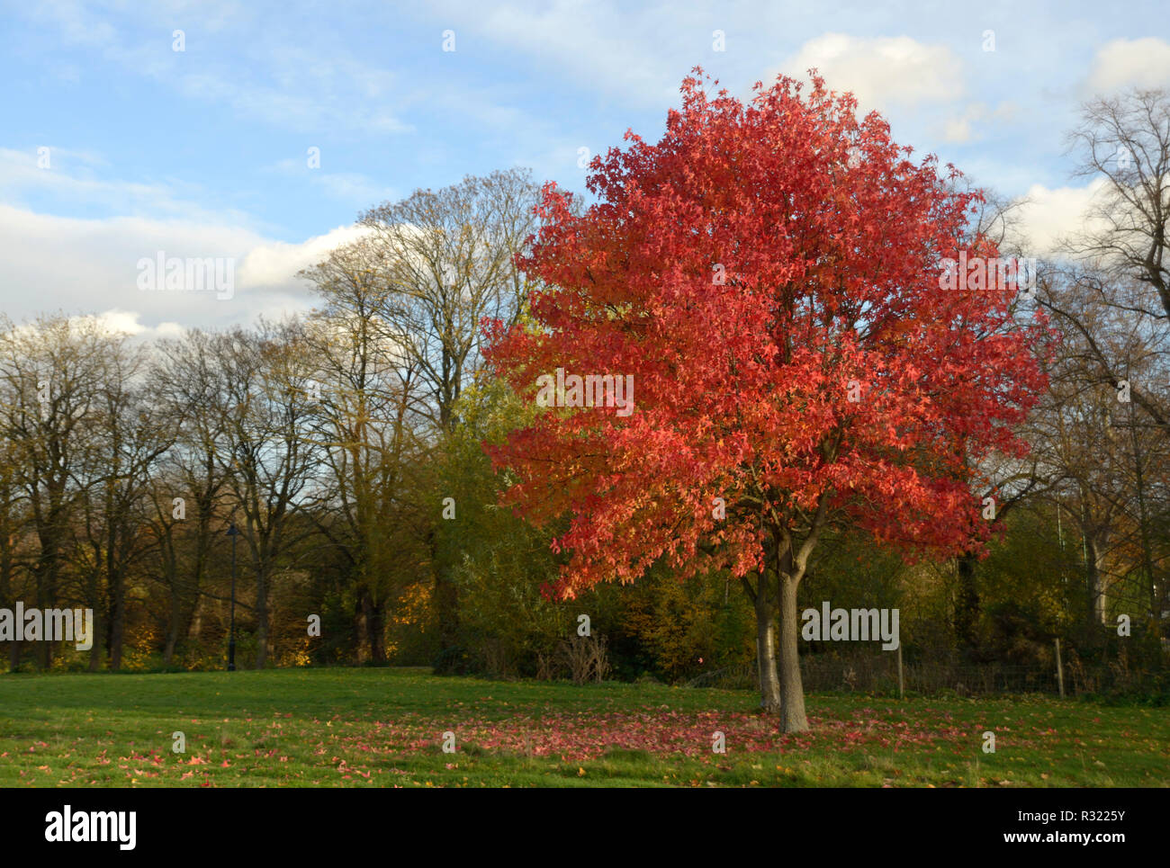 Silver Maple Tree Fall