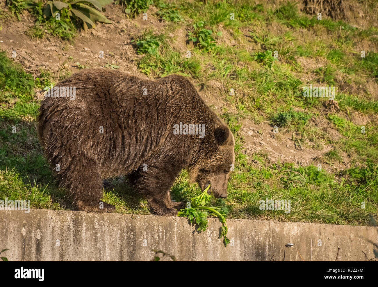 Beautiful brown bear in the bear pit of Bern, Switzerland Stock Photo ...