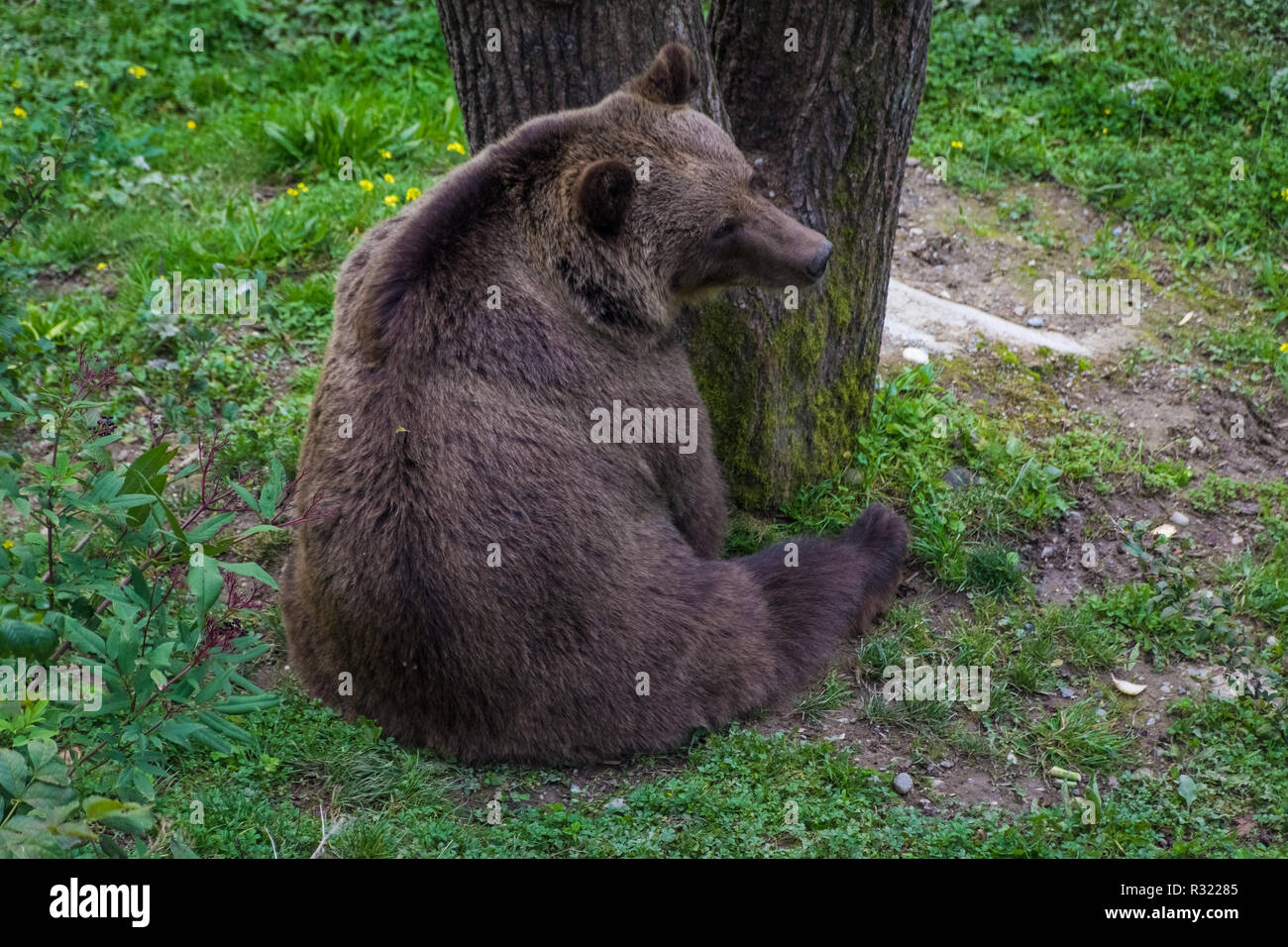 Beautiful brown bear in the bear pit of Bern, Switzerland Stock Photo ...