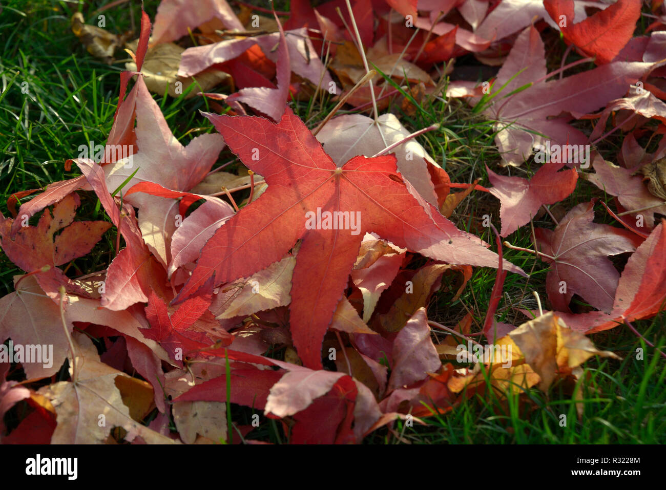 Silver maple tree hi-res stock photography and images - Alamy