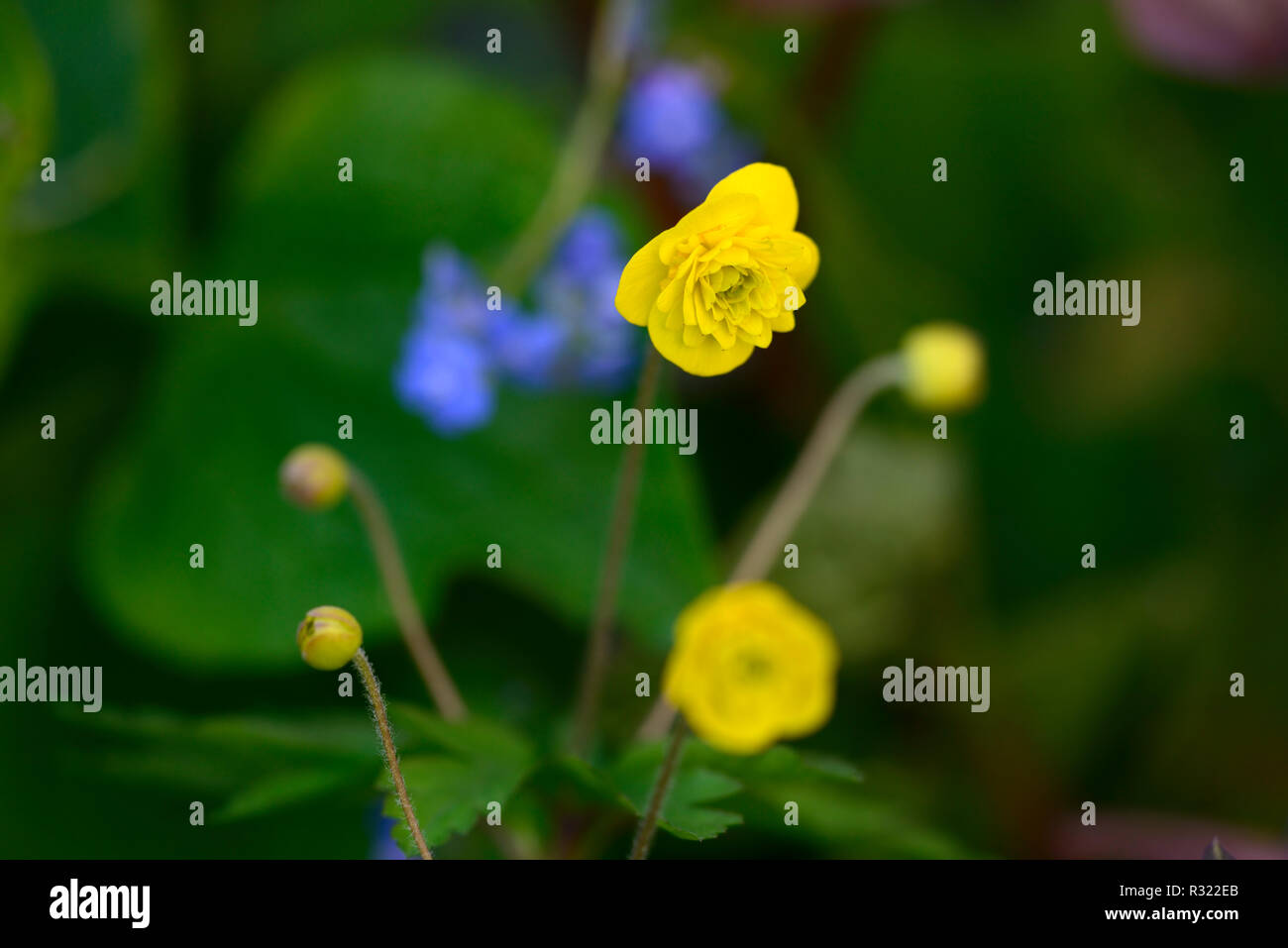 Anemone ranunculoides linda hi-res stock photography and images - Alamy