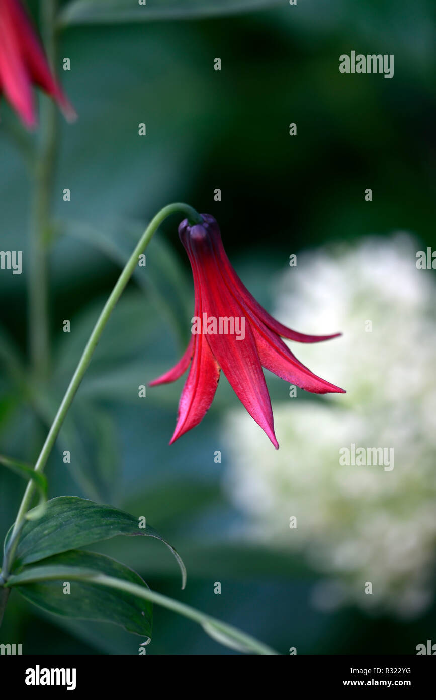 Lilium canadense var coccineum,Canadian lily,lilies,red,flower,flowers ...
