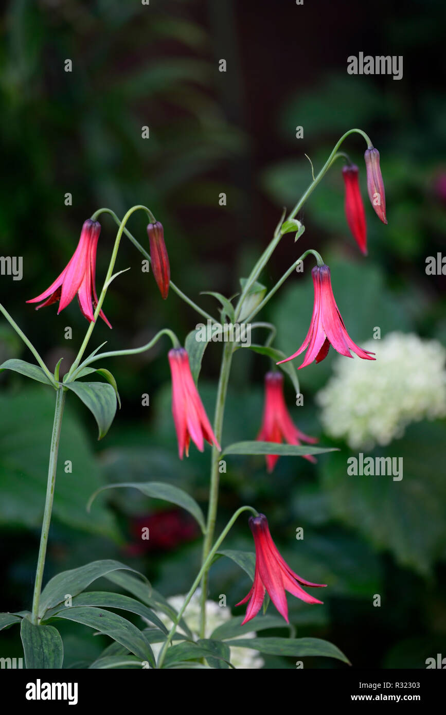 Lilium canadense var coccineum,Canadian lily,lilies,red,flower,flowers ...