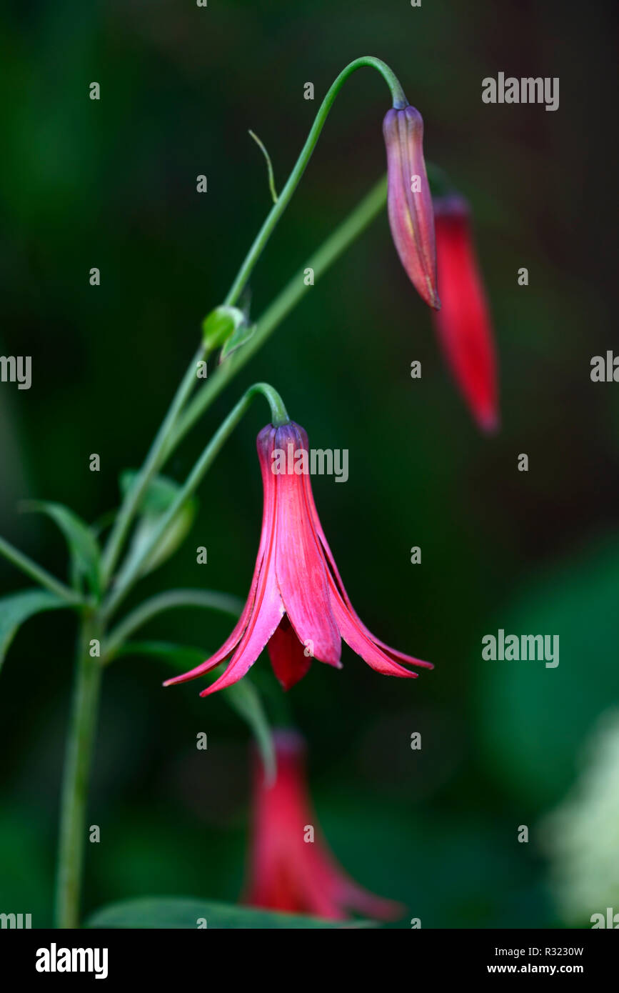 Lilium canadense var coccineum,Canadian lily,lilies,red,flower,flowers ...