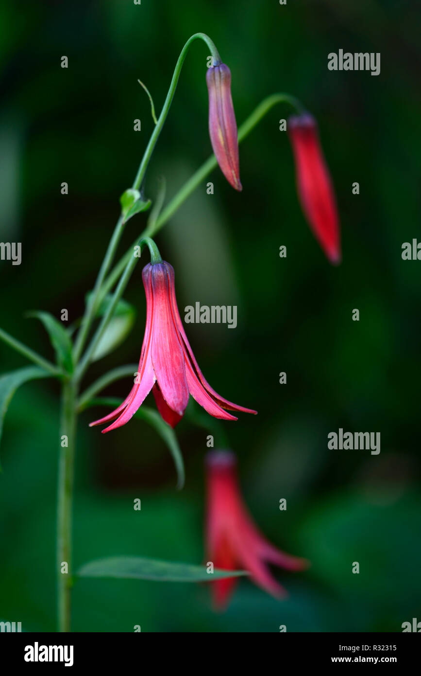 Lilium canadense var coccineum,Canadian lily,lilies,red,flower,flowers ...
