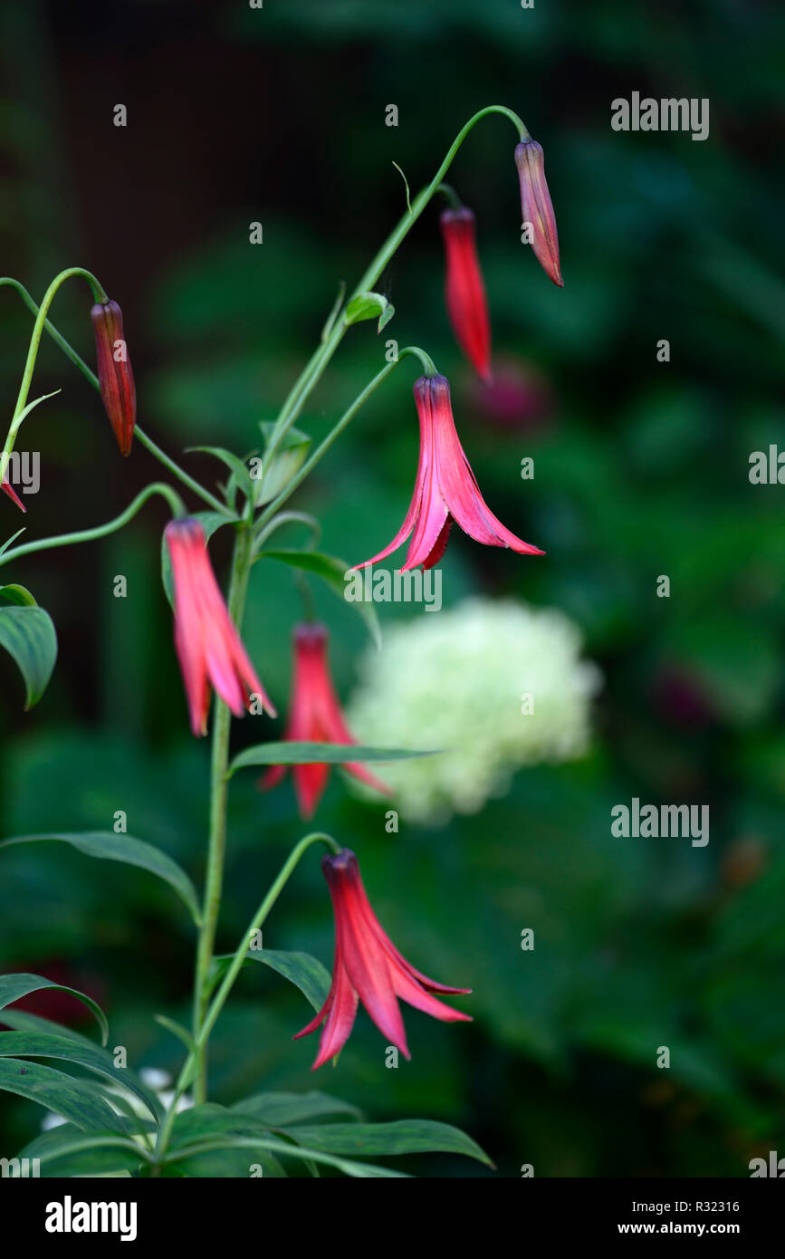 Lilium canadense var coccineum,Canadian lily,lilies,red,flower,flowers ...
