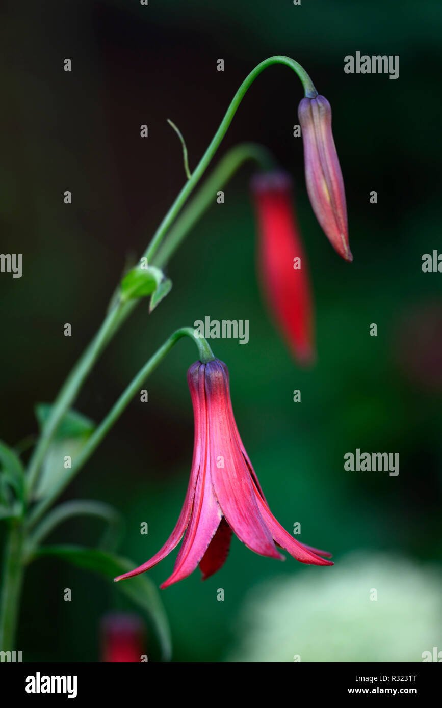 Lilium canadense var coccineum,Canadian lily,lilies,red,flower,flowers ...