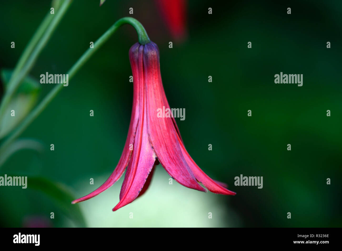 Lilium canadense var coccineum,Canadian lily,lilies,red,flower,flowers ...